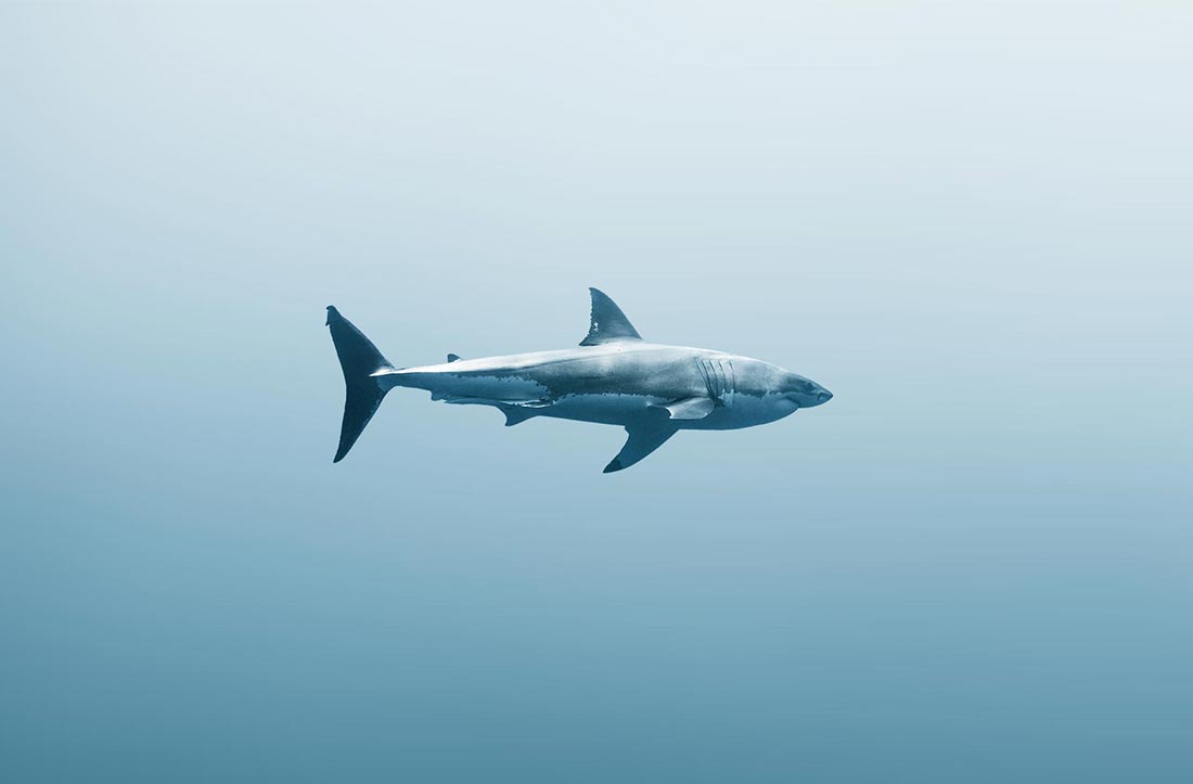 Gallery for Learn Enough JavaScript to Be Dangerous | Test Page