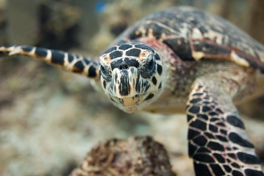 Gallery for Learn Enough JavaScript to Be Dangerous | Test Page